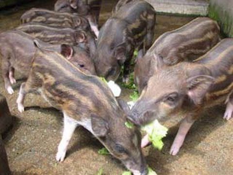 Kỹ thuật nuôi heo rừng lai | Màu Xanh